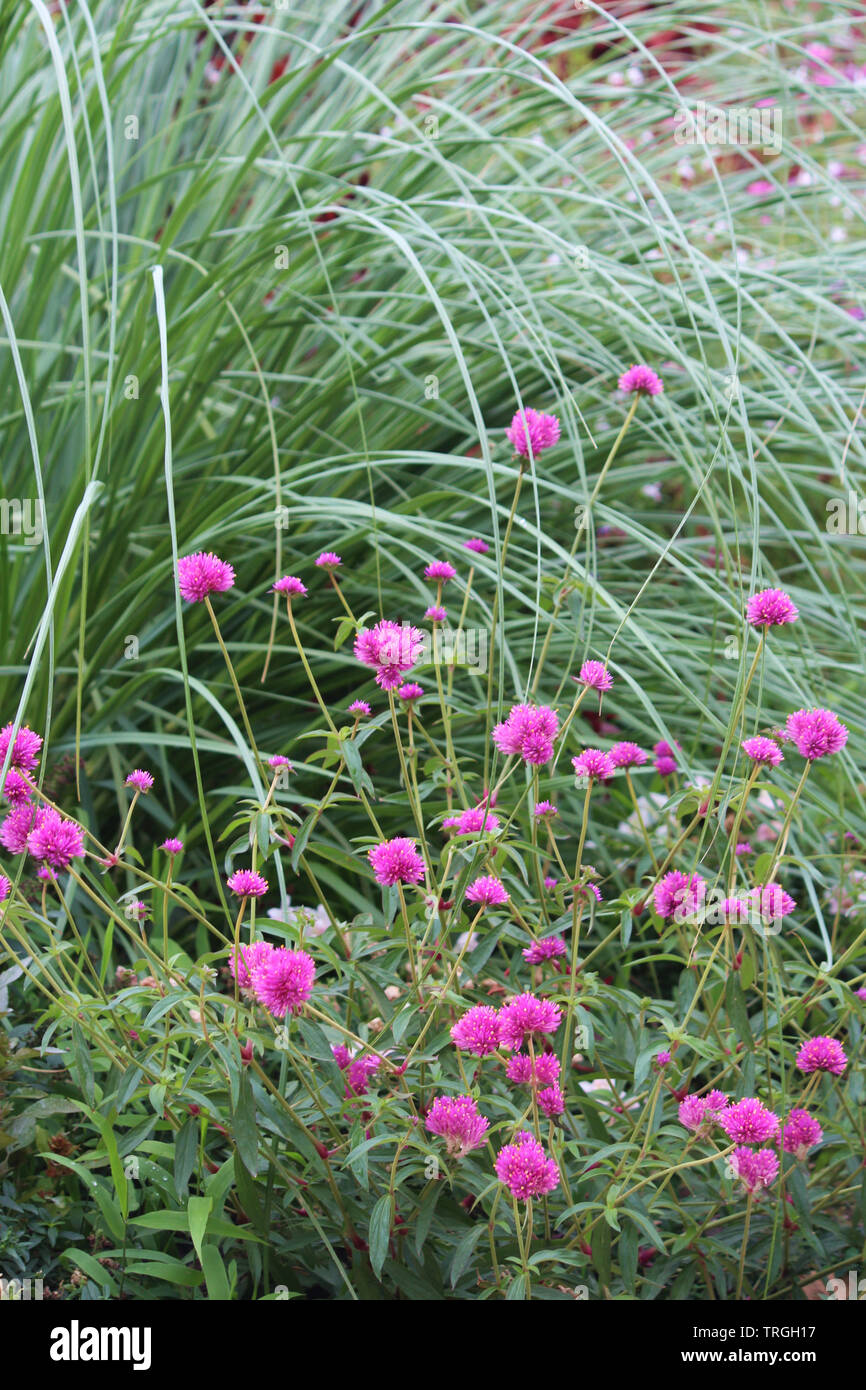 Pink puffball flowers in front of airy, decorative grasses in a garden ...