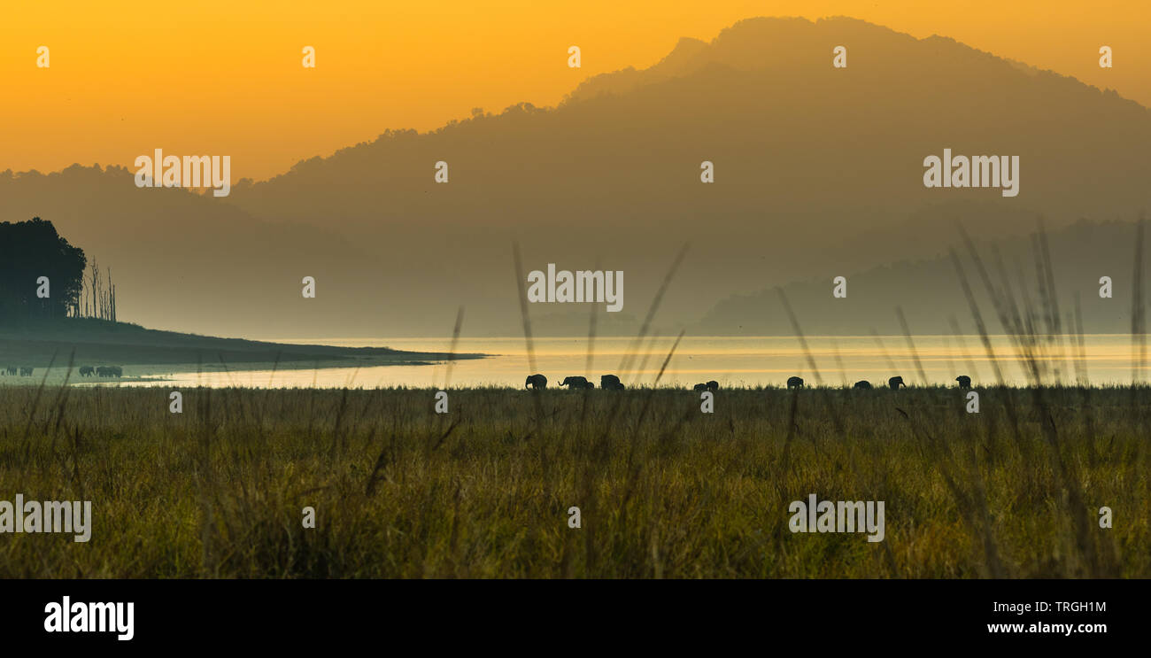 A panoramic view of grasslands at Dhikala zone of Jim Corbett National ...