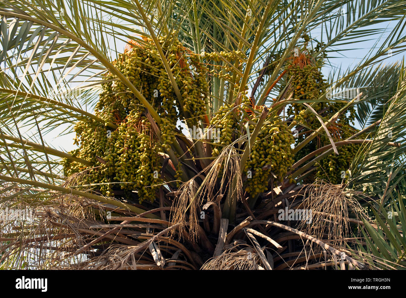 Dattelpalme hi-res stock photography and images - Alamy