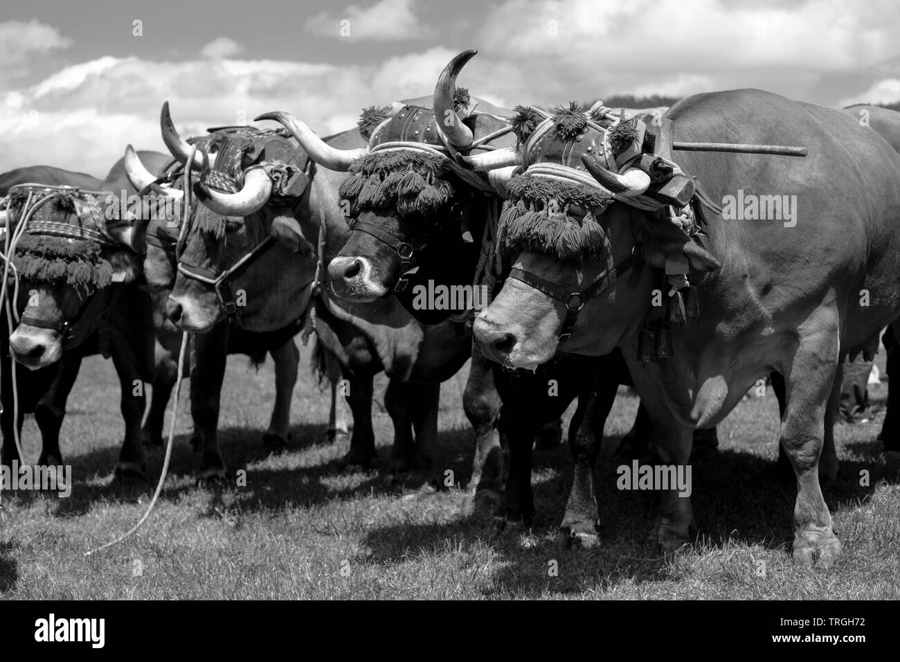 Black and white oxen hi-res stock photography and images - Alamy