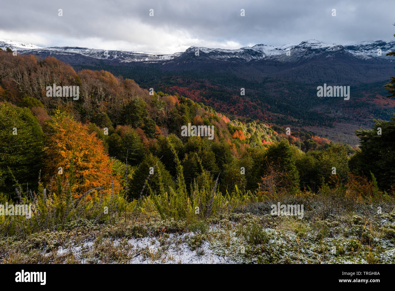 Autumn in the heart of the Mapuche territory, temperate forest, Chile ...