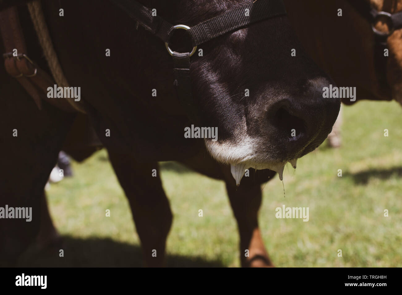 Animal saliva hi-res stock photography and images - Alamy