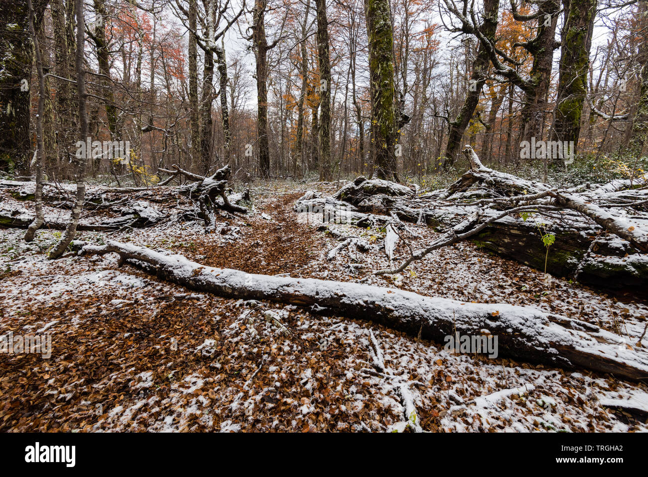 Autumn in the heart of the Mapuche territory, temperate forest, Chile ...