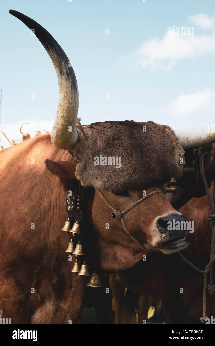 Portrait of an ox Stock Photo - Alamy
