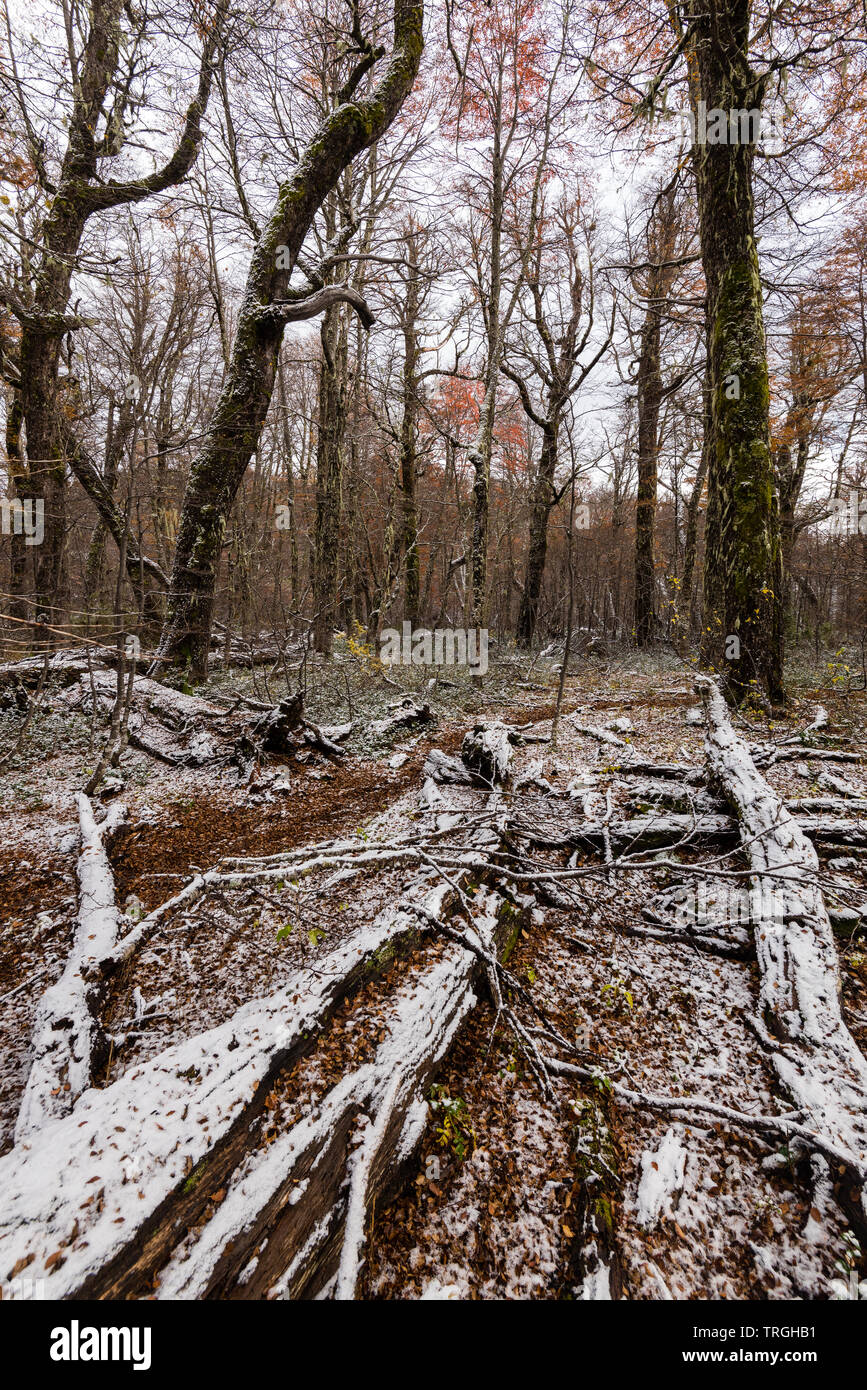Autumn in the heart of the Mapuche territory, temperate forest, Chile ...
