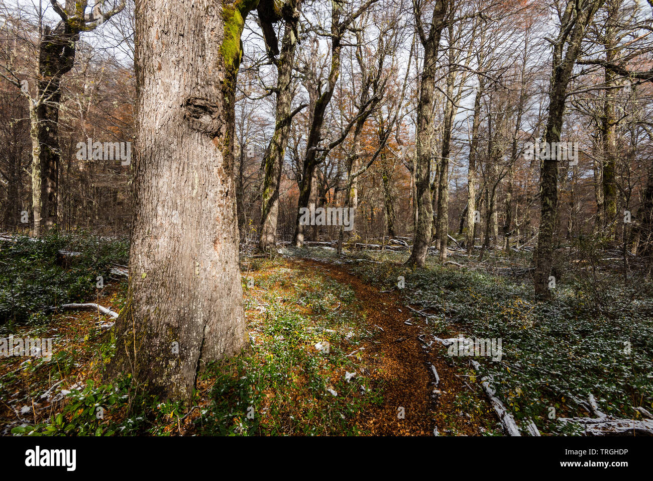Autumn in the heart of the Mapuche territory, temperate forest, Chile ...