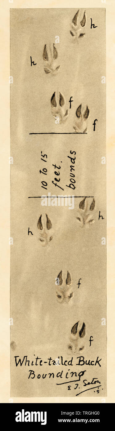 White tailed deer hoof hi-res stock photography and images - Alamy