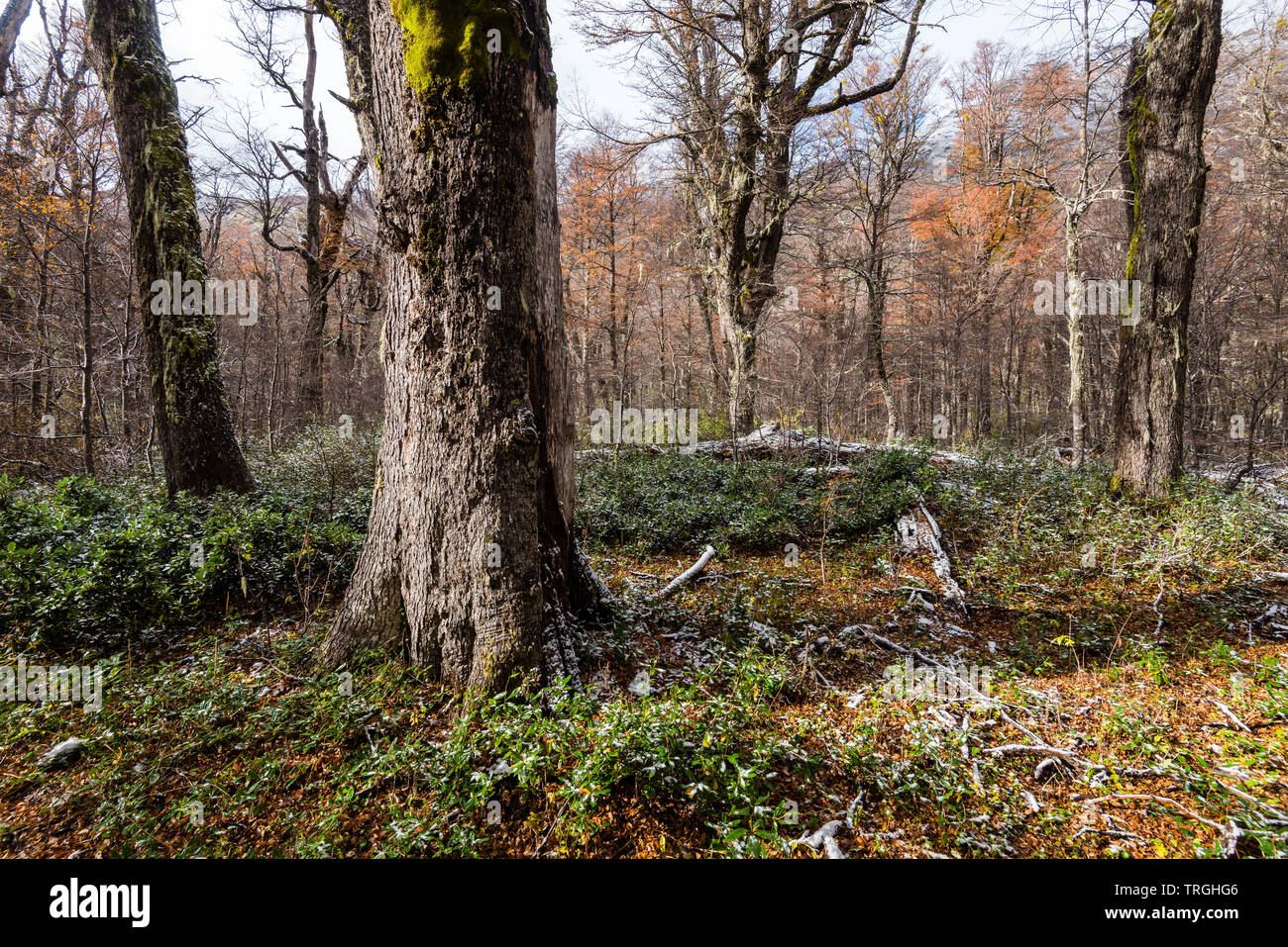 Autumn in the heart of the Mapuche territory, temperate forest, Chile ...