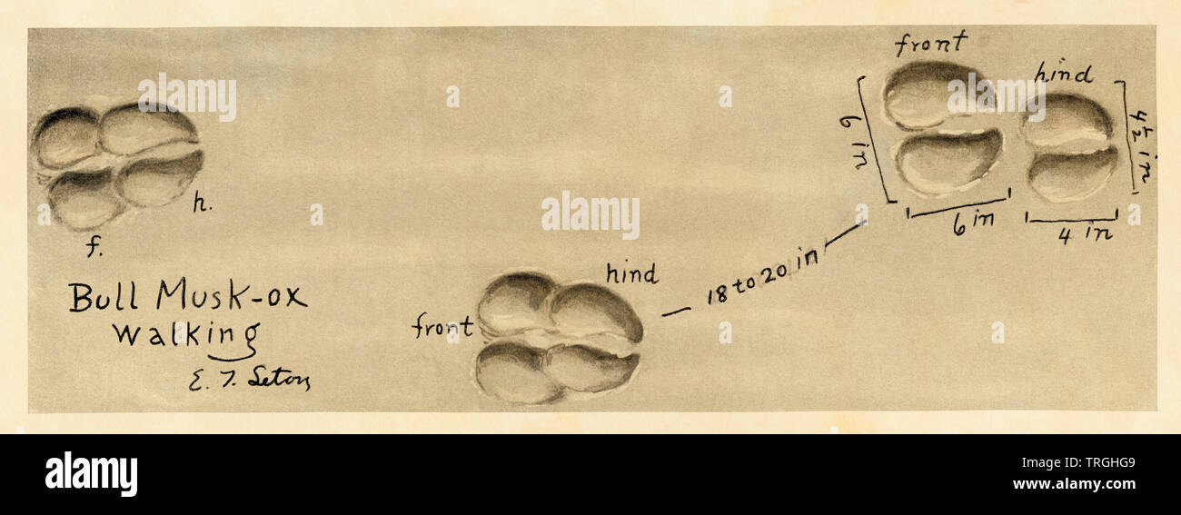 Musk ox canada hi-res stock photography and images - Alamy