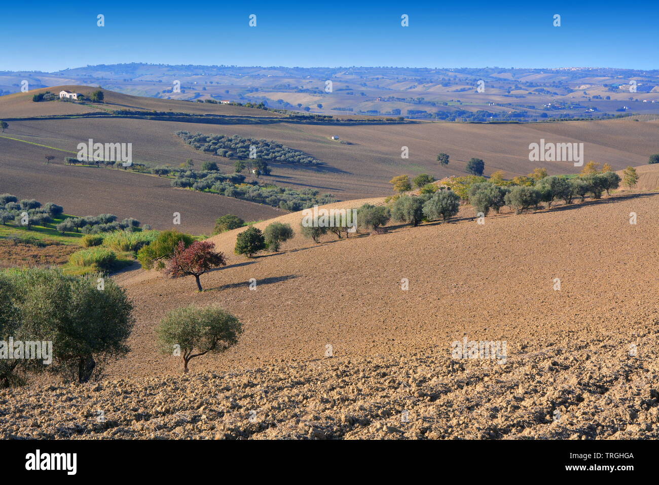 Cultivation Of Olives High Resolution Stock Photography and Images - Alamy