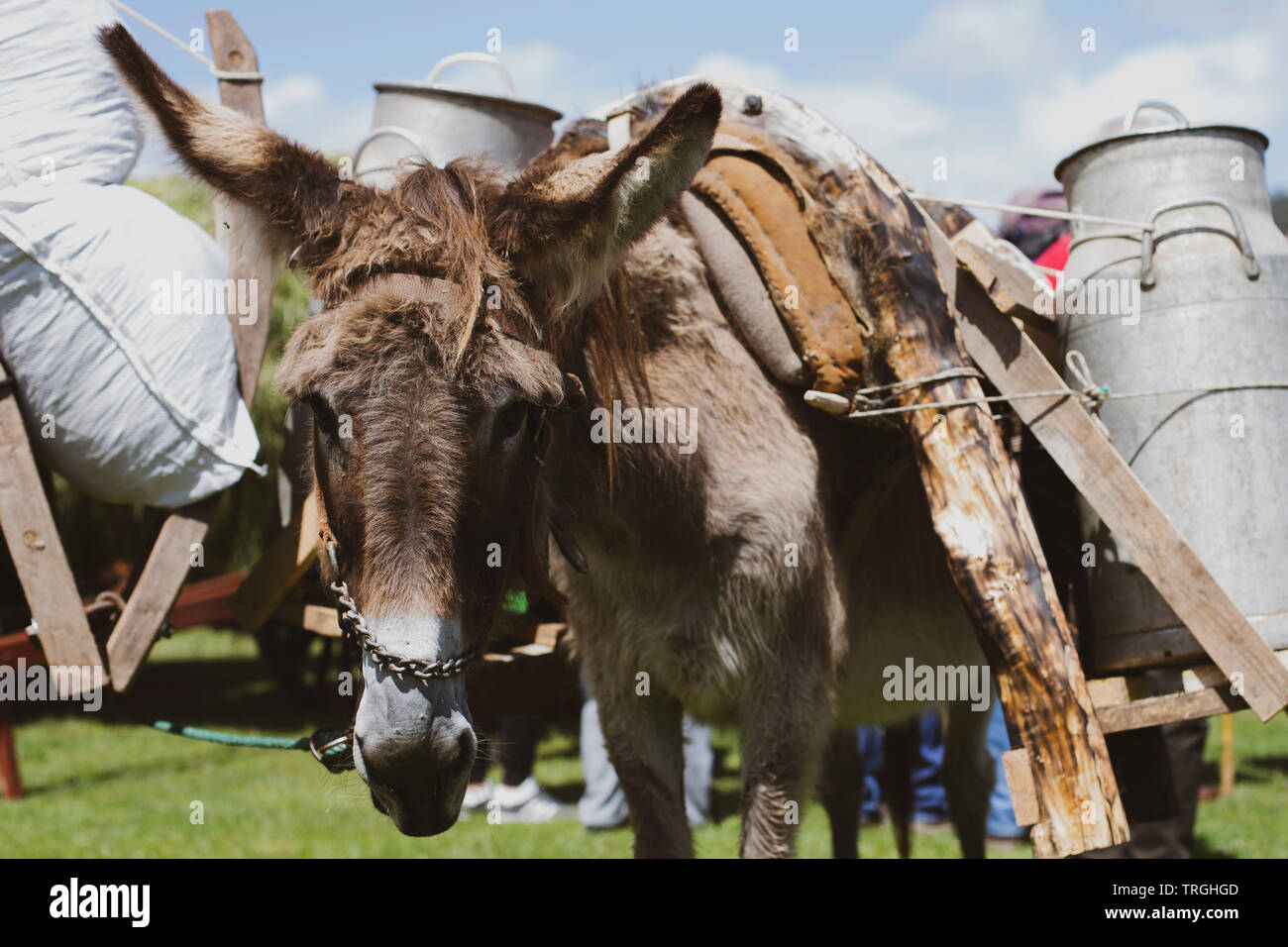 Donkey carrying a load of milk Stock Photo - Alamy