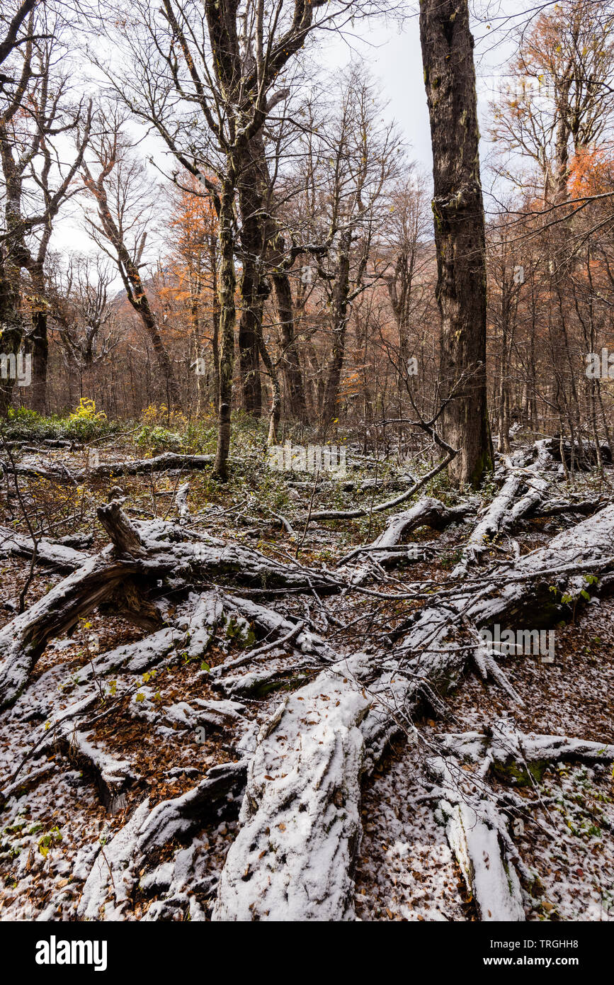 Autumn in the heart of the Mapuche territory, temperate forest, Chile ...