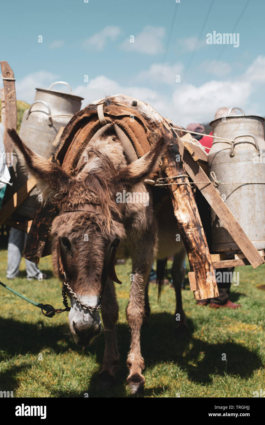 Load carrying hi-res stock photography and images - Alamy