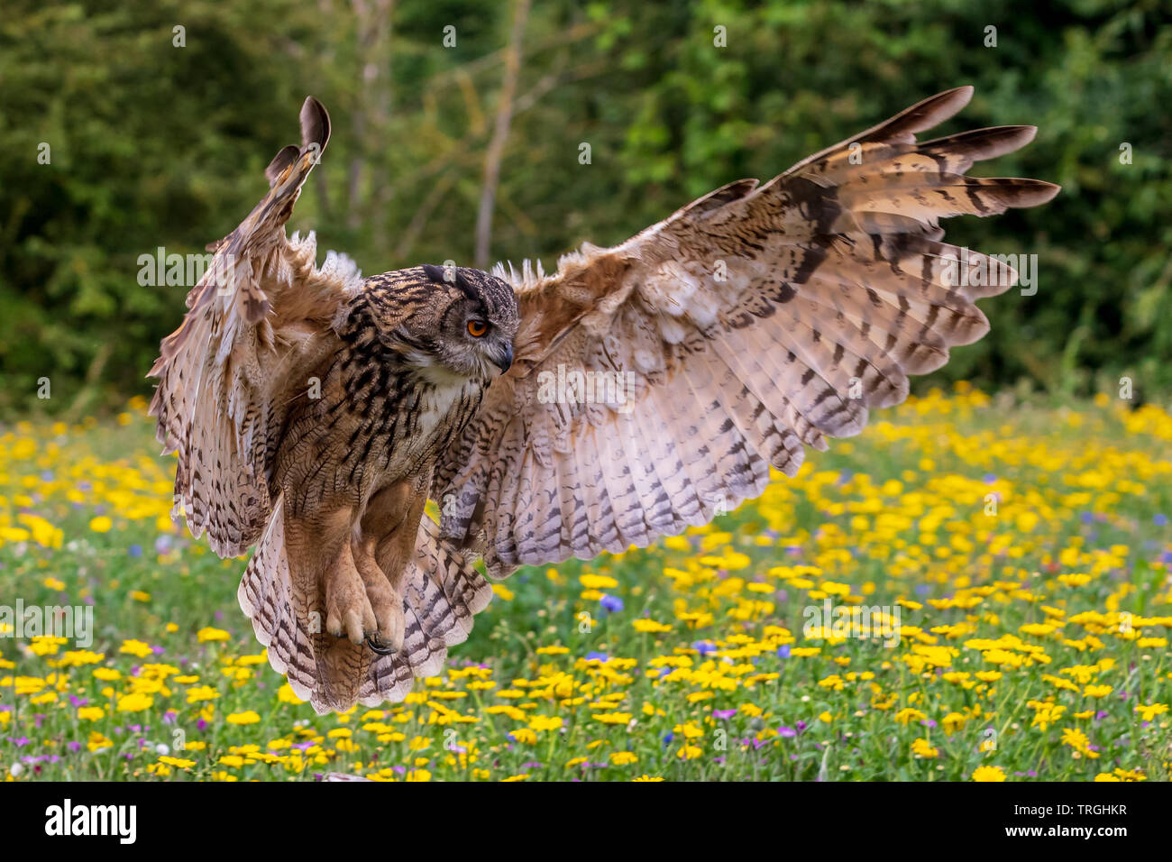 Eagle owl flying hi-res stock photography and images - Alamy