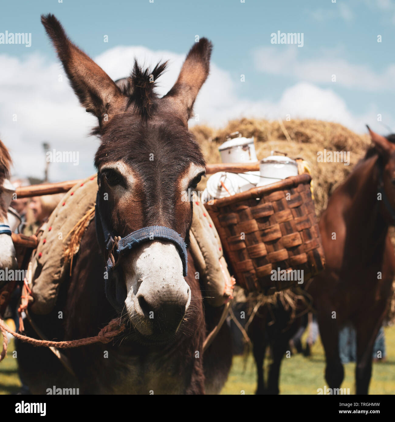 Load carrying hi-res stock photography and images - Alamy