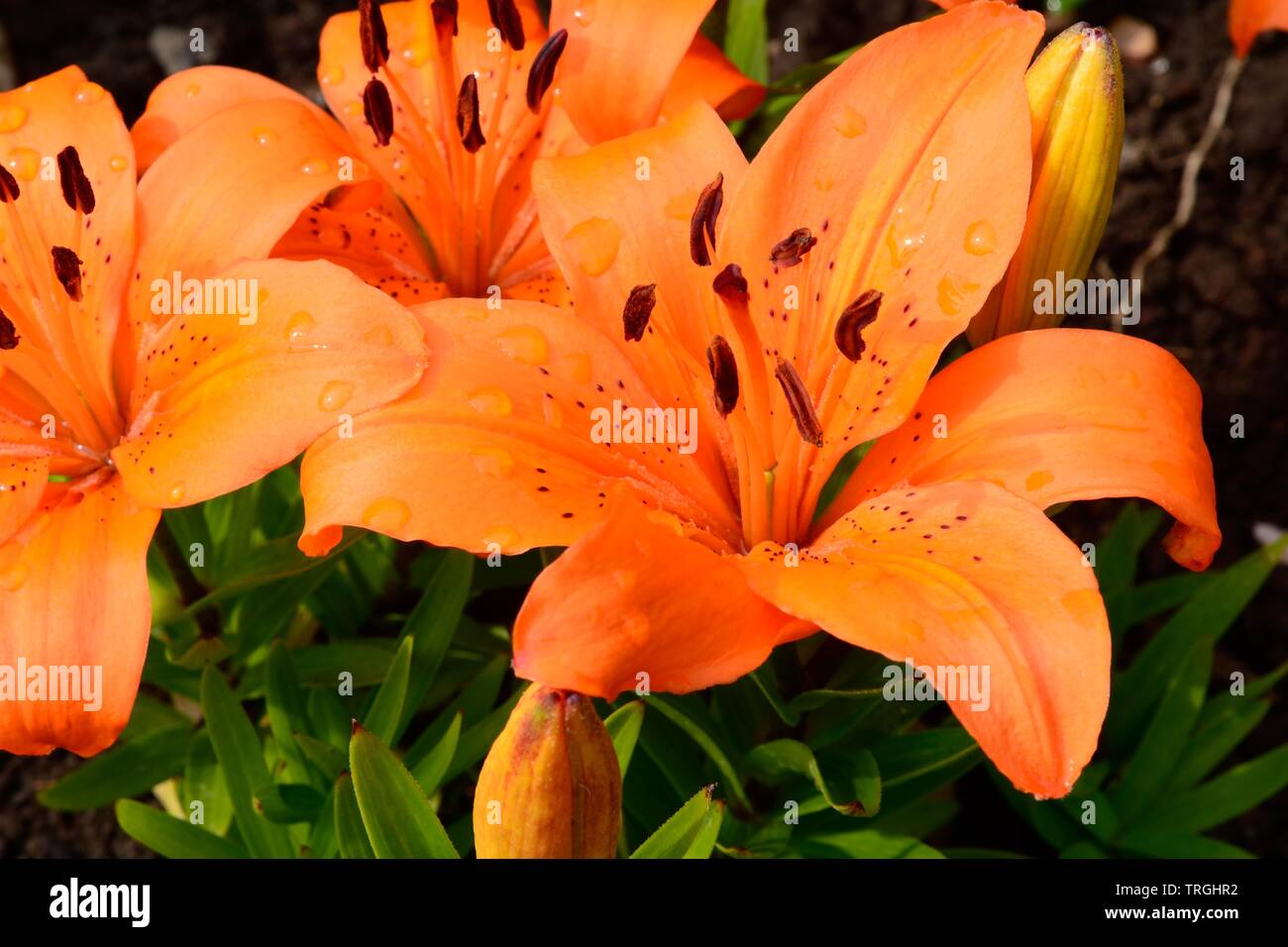 Lilium Orange Pixie dwarf Asiatic lily flowers Stock Photo - Alamy