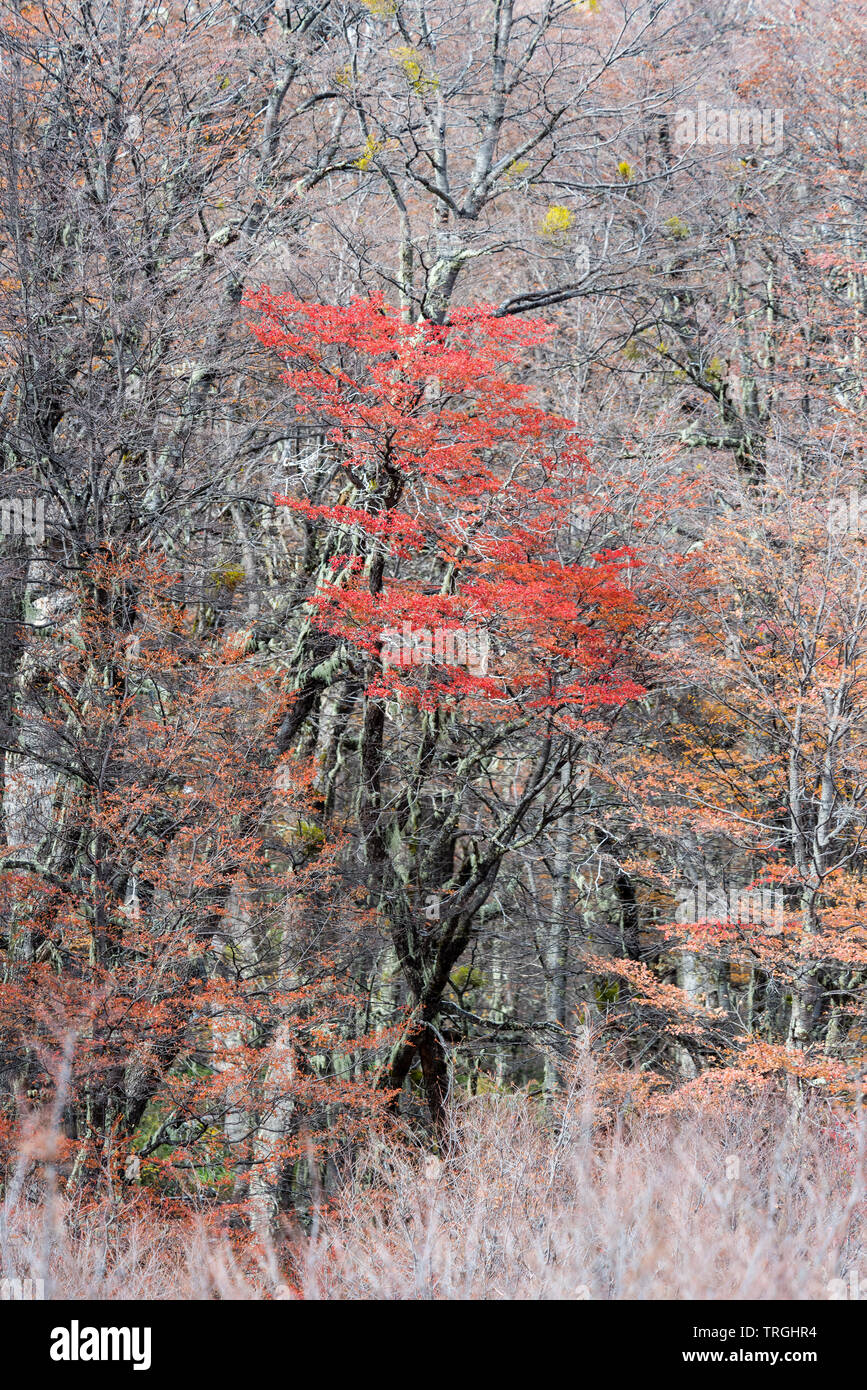 Autumn in the heart of the Mapuche territory, temperate forest, Chile ...