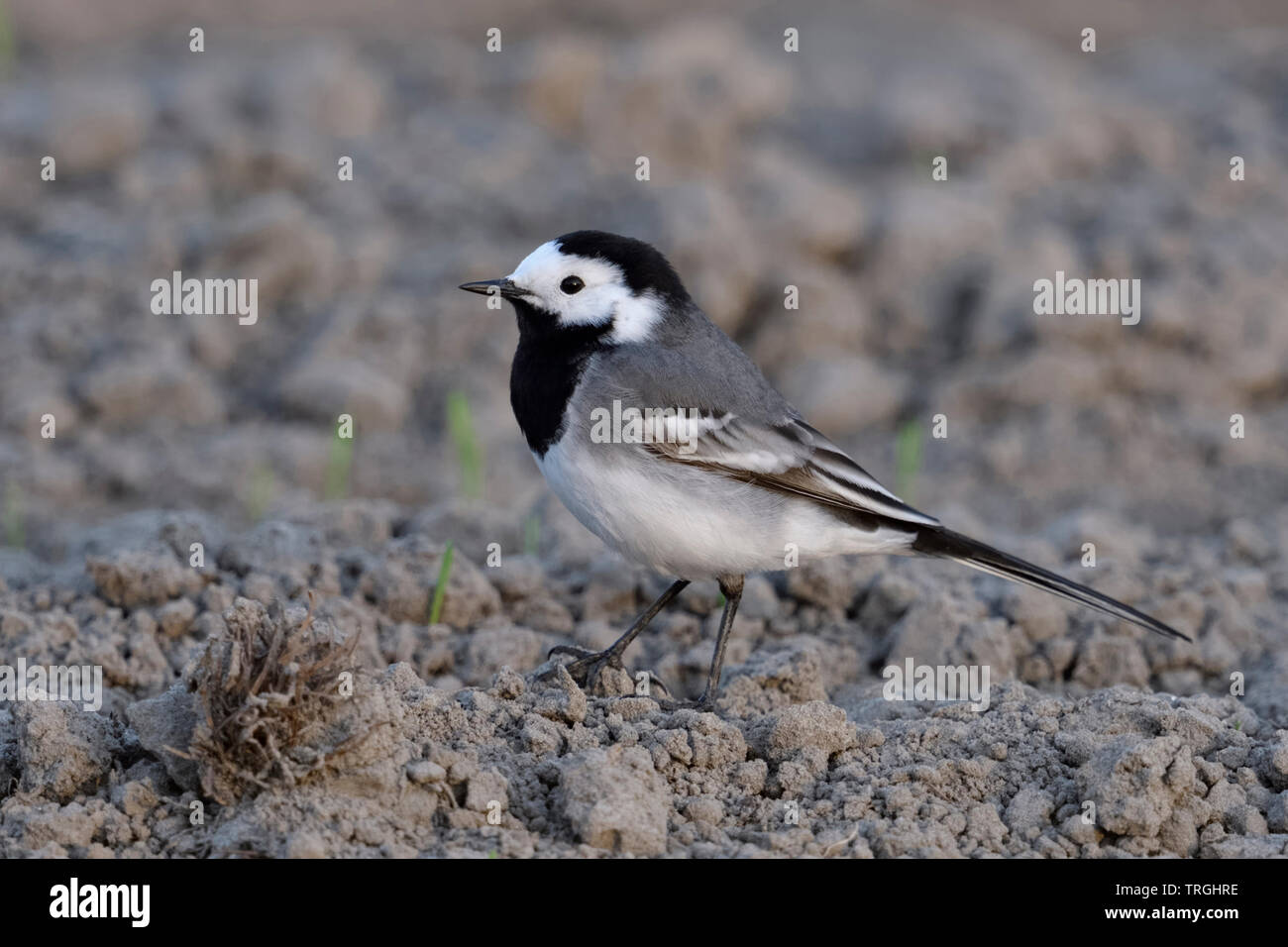 Pied Wagtail / Bachstelze ( Motacilla alba ) sitting on the ground, on ...