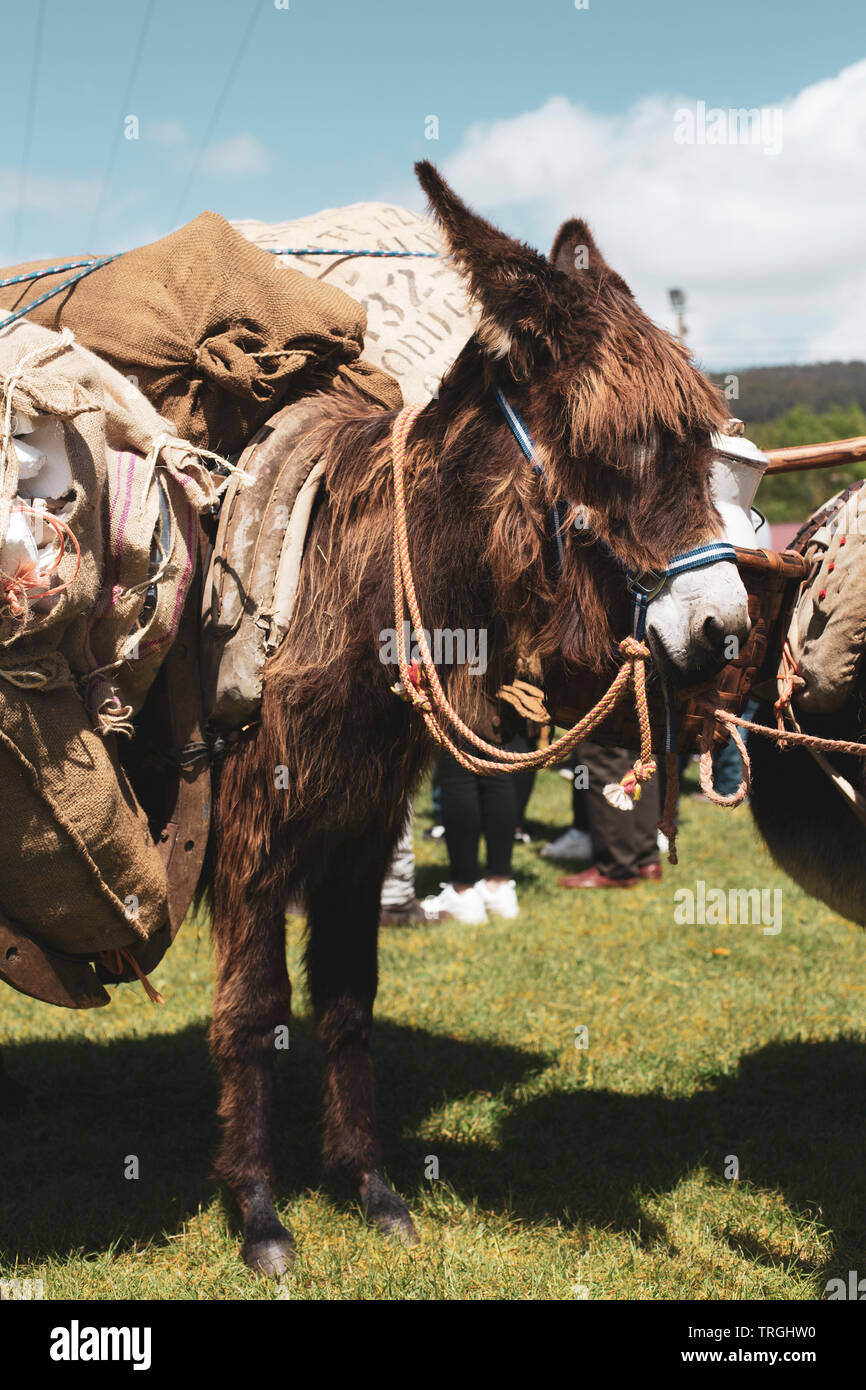 Donkey carrying a load of milk Stock Photo - Alamy