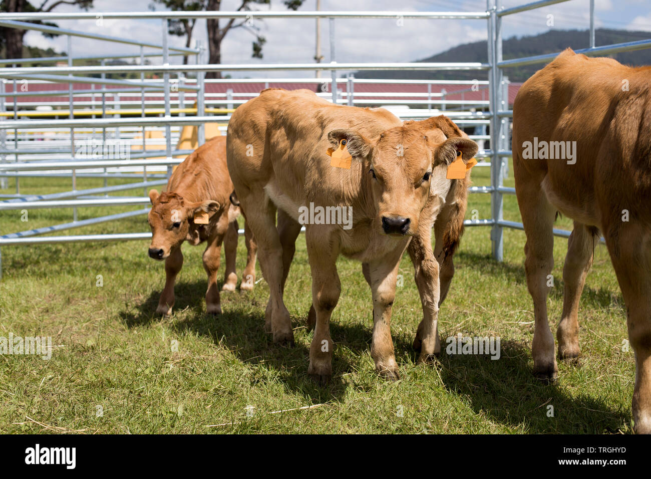 Calves in a field hi-res stock photography and images - Alamy