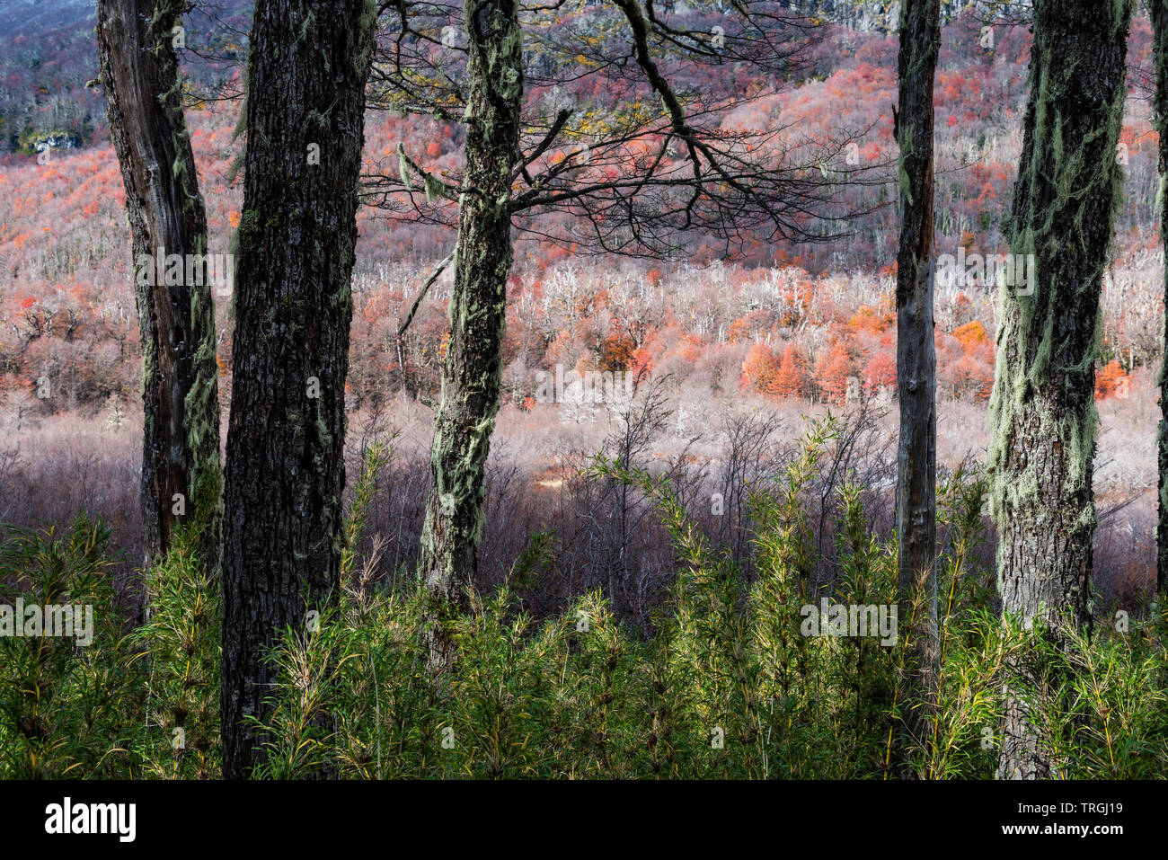 Autumn in the heart of the Mapuche territory, temperate forest, Chile ...