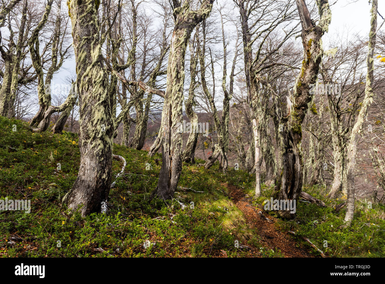 Autumn in the heart of the Mapuche territory, temperate forest, Chile ...