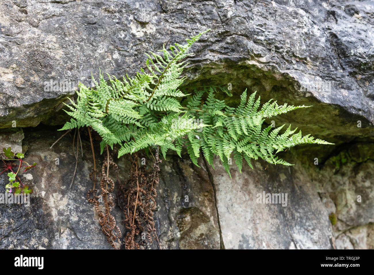 Gymnocarpium hi-res stock photography and images - Alamy