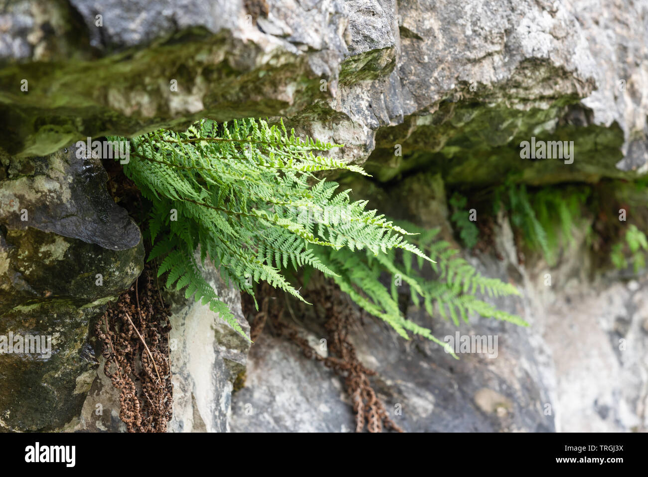 Limestone fern, Gymnocarpium robertianum Stock Photo - Alamy