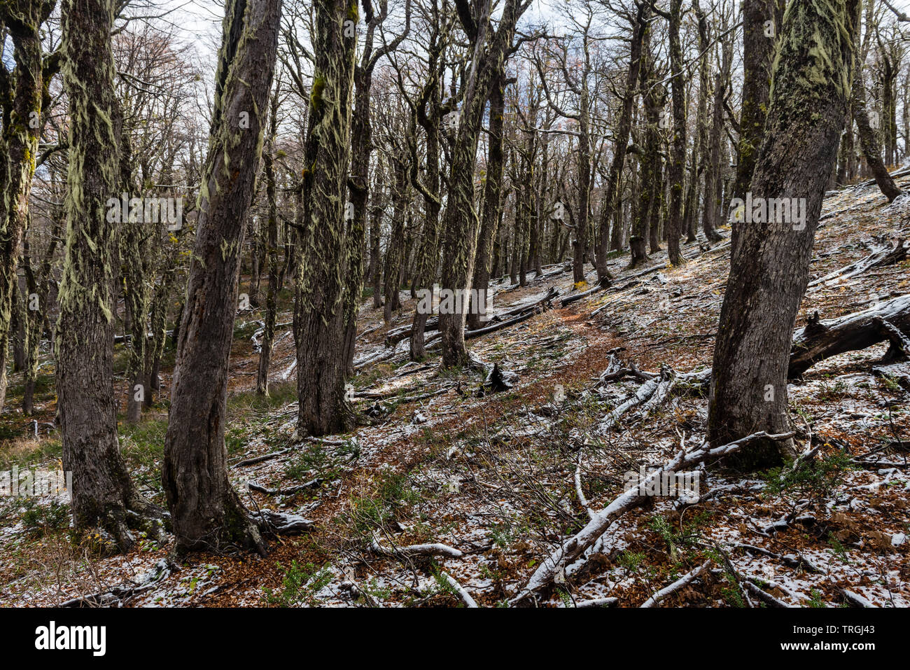 Autumn in the heart of the Mapuche territory, temperate forest, Chile ...