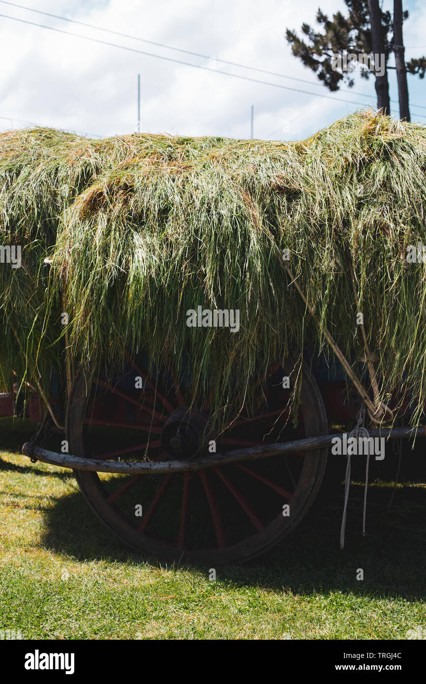 Dragging calf hi-res stock photography and images - Alamy