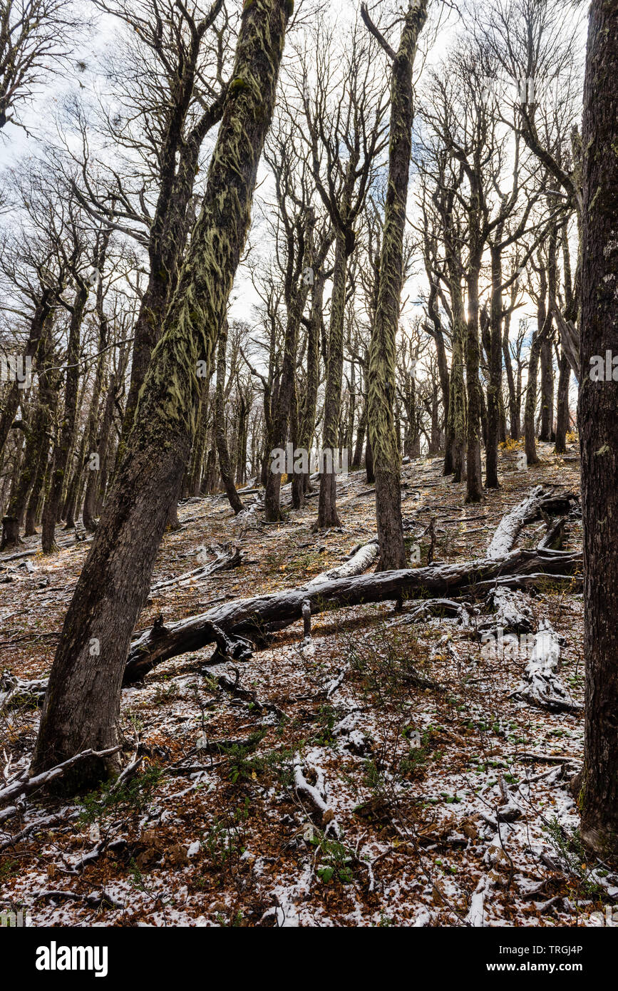 Autumn in the heart of the Mapuche territory, temperate forest, Chile ...