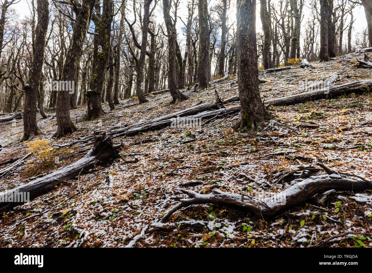 Autumn in the heart of the Mapuche territory, temperate forest, Chile ...