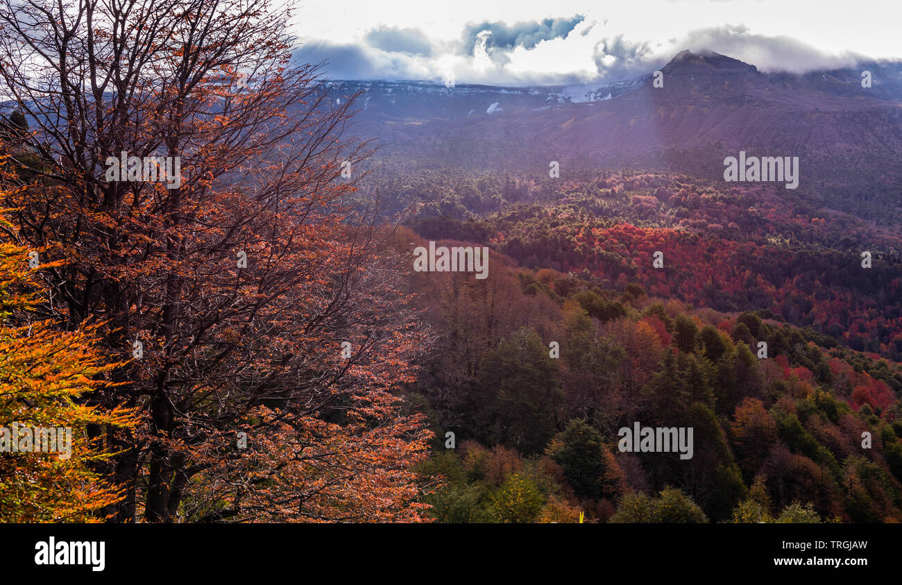 Autumn in the heart of the Mapuche territory, temperate forest, Chile ...