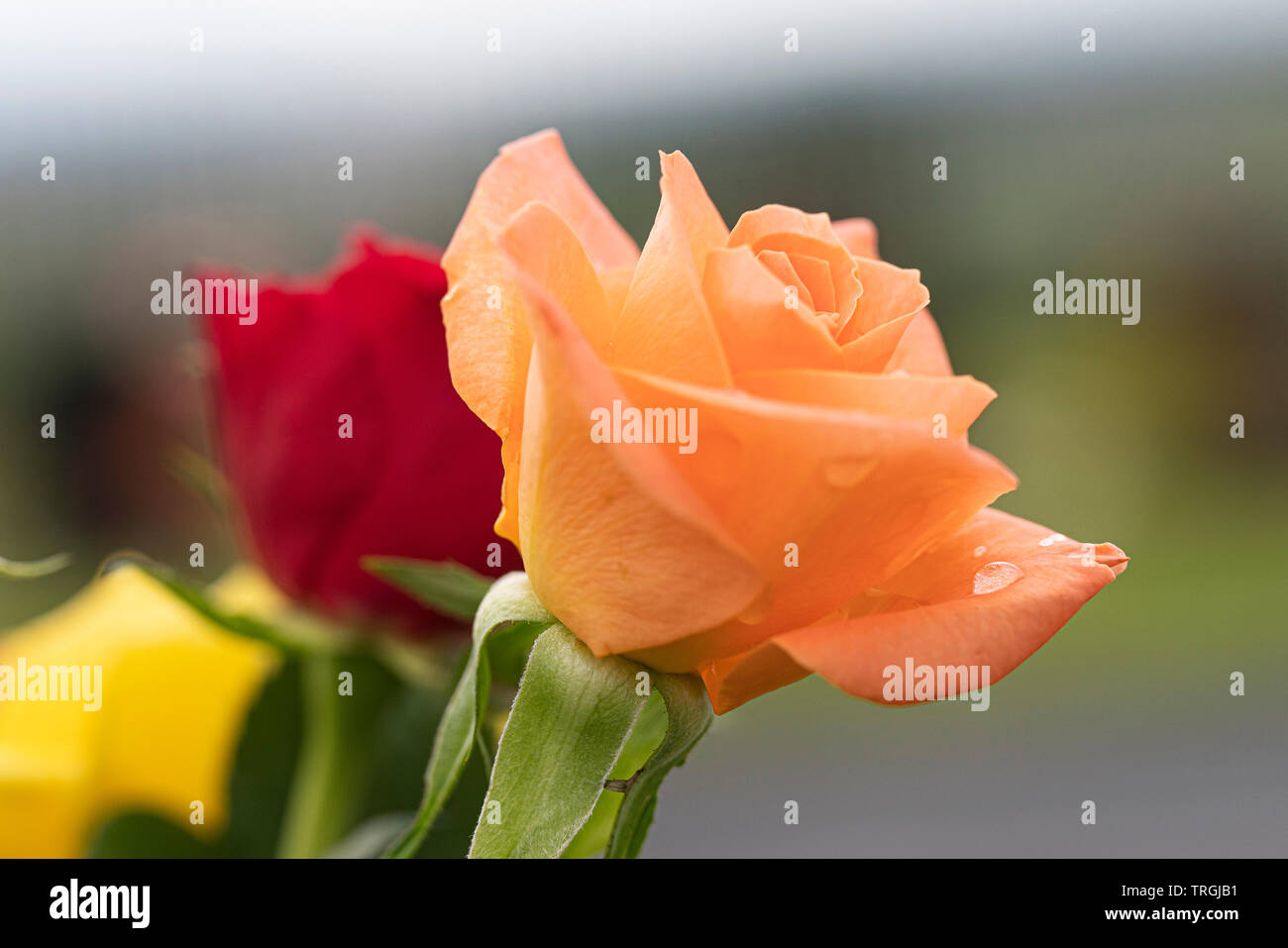 A rose by any other name Stock Photo - Alamy