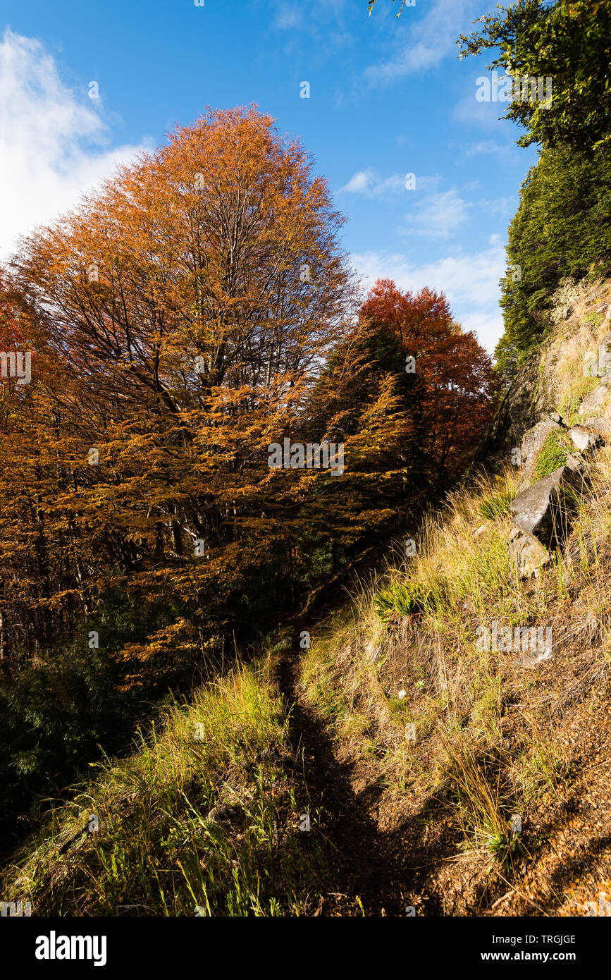 Nothofagus pumilio (lenga beech in Mapuche language) is a deciduous ...