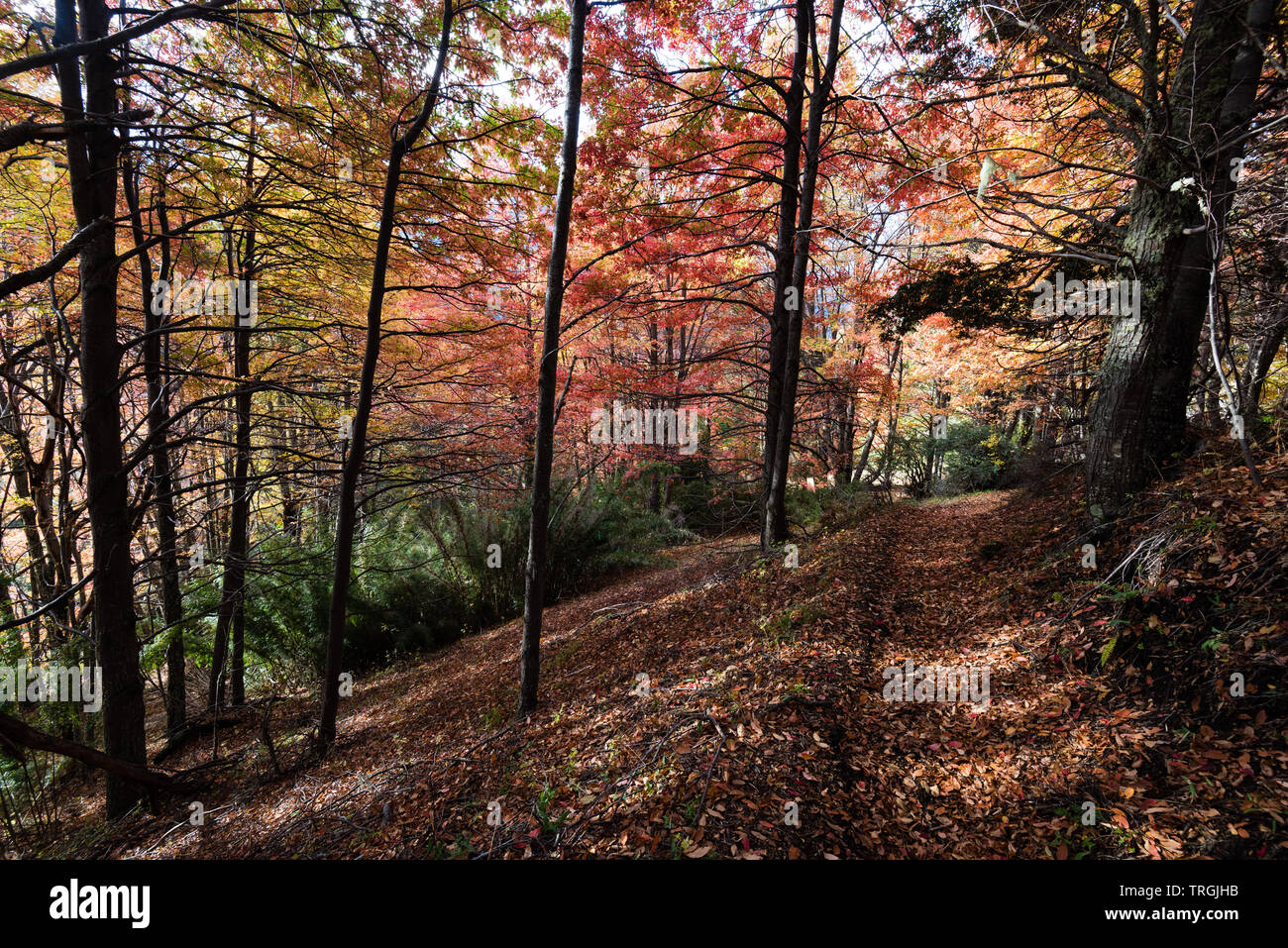 Nothofagus dombeyi hi-res stock photography and images - Alamy