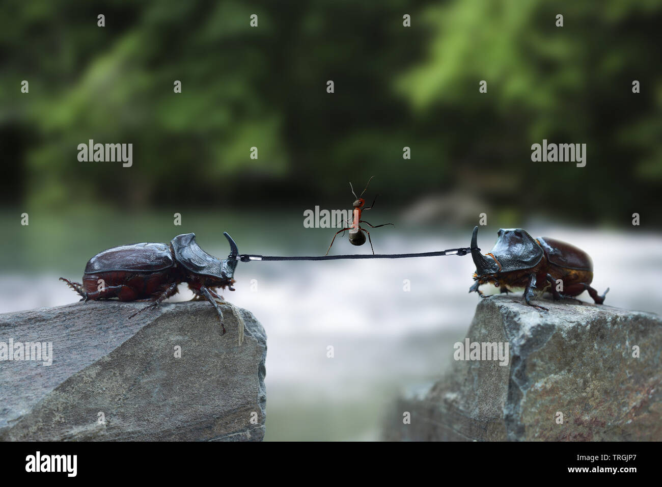 two rhinoceros beetles with a rope and an ant over a precipice as a ...
