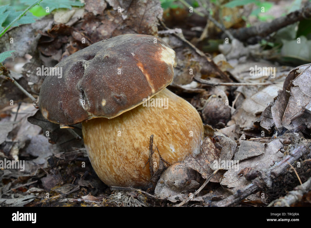 Young, healthy specimen of Boletus aereus or Dark cep, or Bronze bolete ...