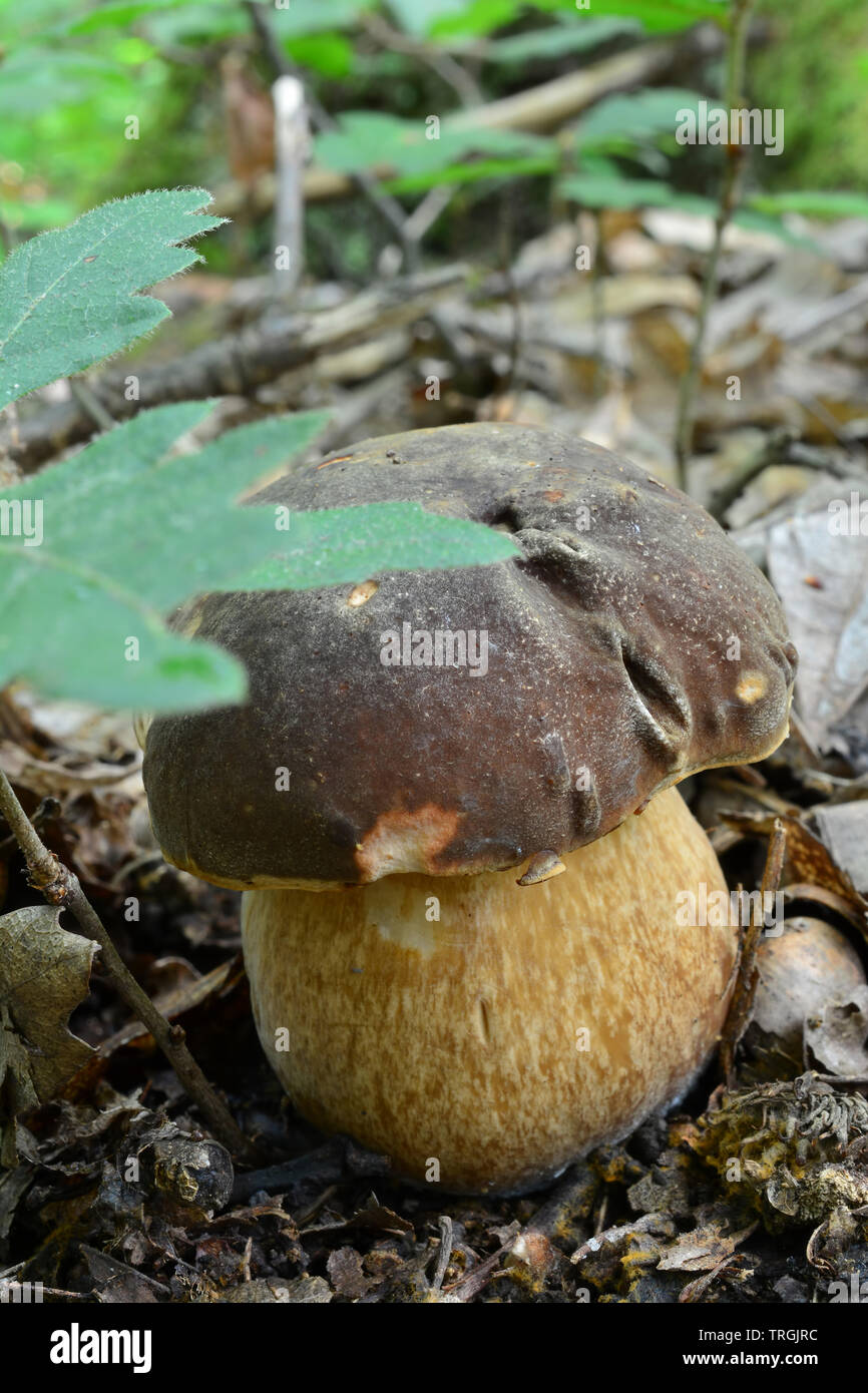Hidden by the leaf hi-res stock photography and images - Alamy