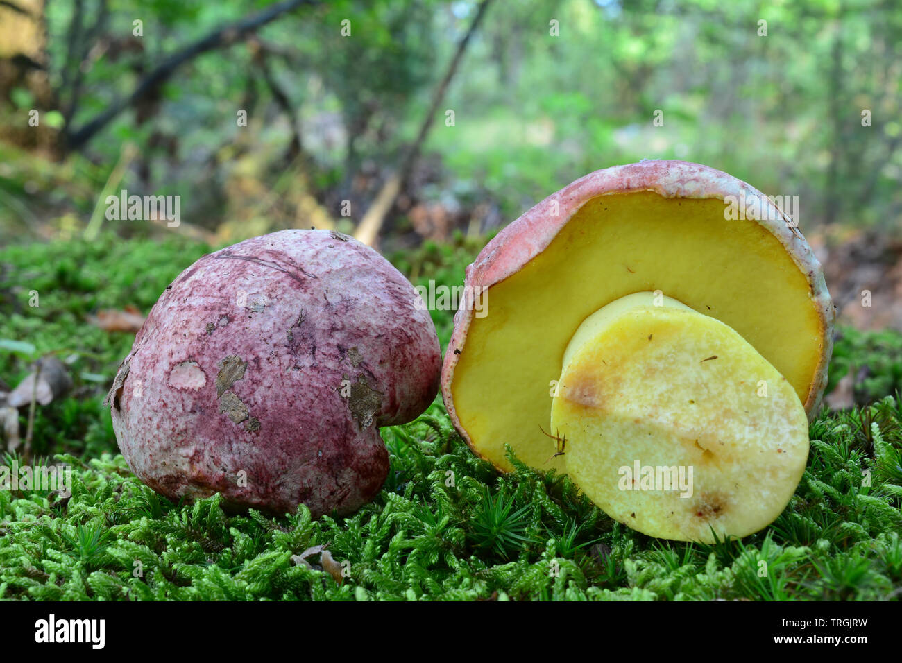 Two beautiful specimen Butyriboletus regius (formerly Boletus regius ...