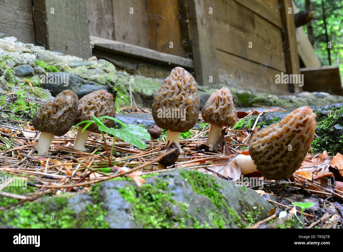 Cluster of Mochella conica or Black morel mushrooms in front of the ...