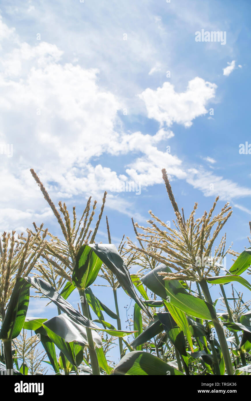 Growing green corn field zea hi-res stock photography and images - Alamy