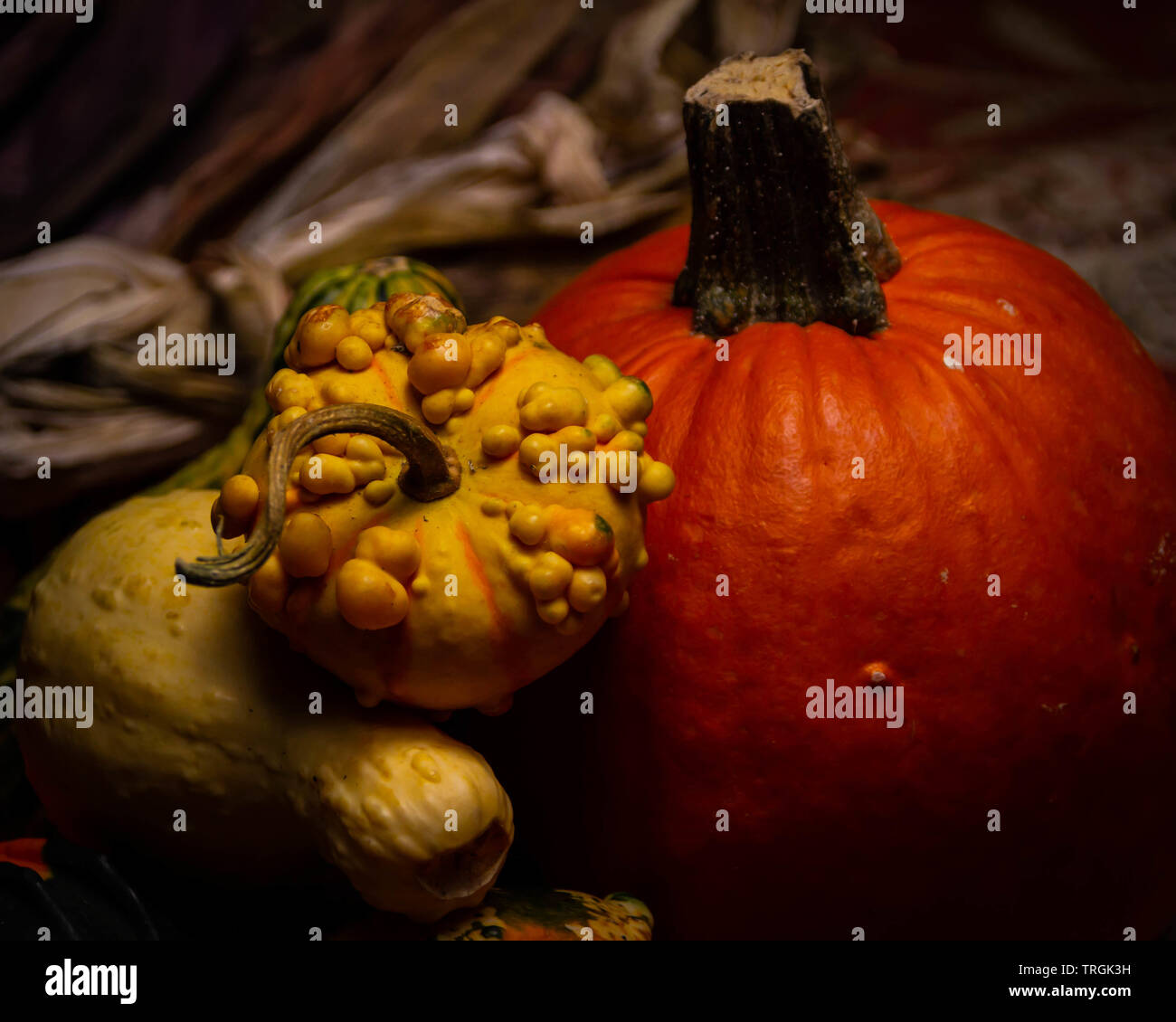 Colorful gourds and squash, pumpkins, and flint corn lie on a table ...