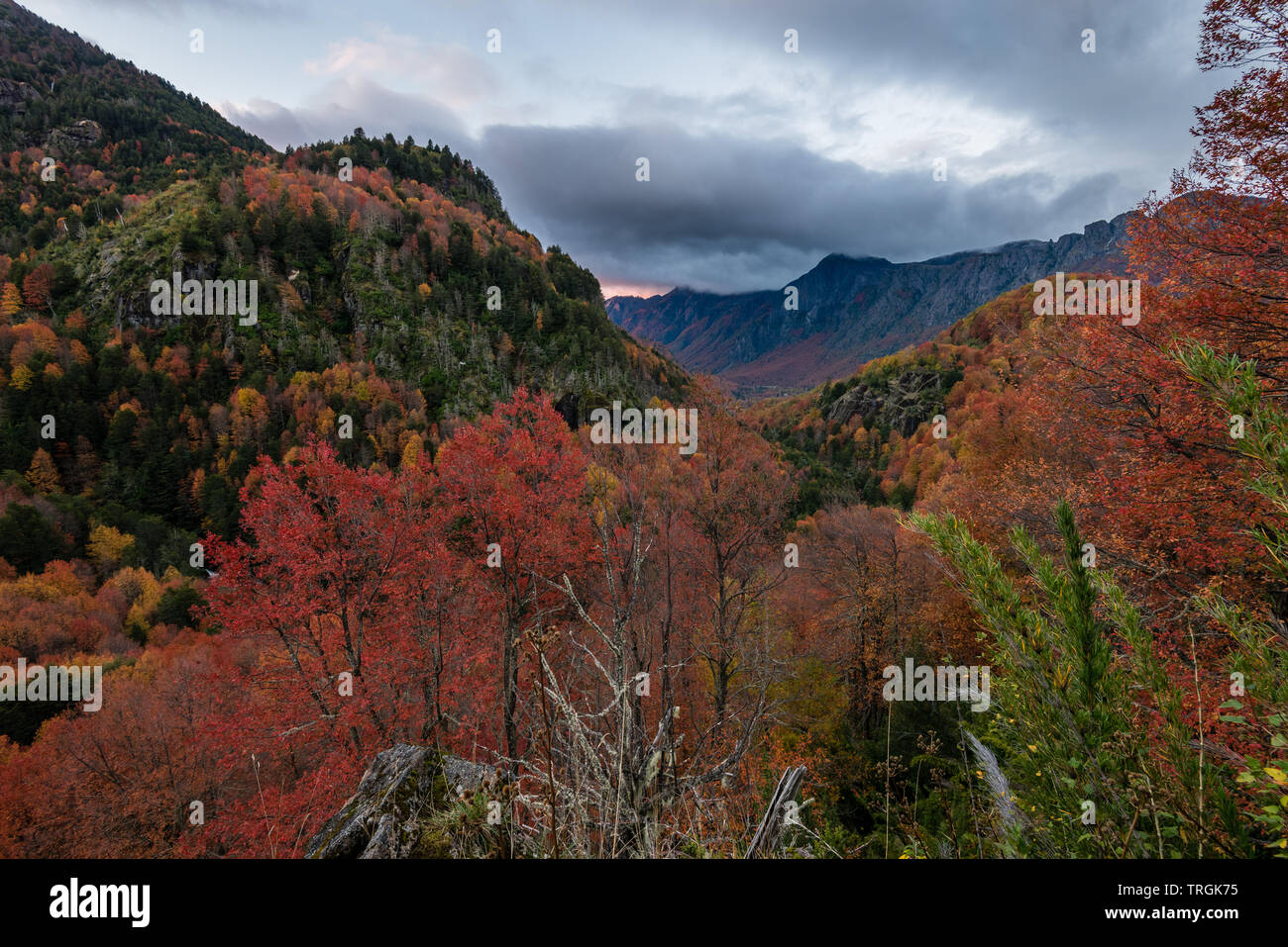 Autumn in the heart of the Mapuche territory, temperate forest, Chile ...