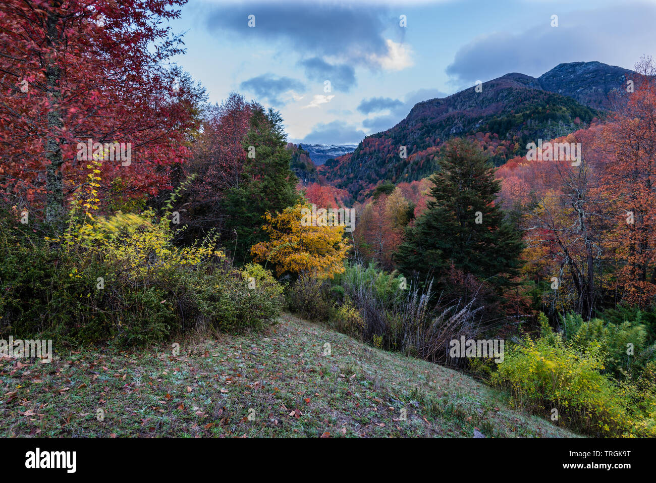 Autumn in the heart of the Mapuche territory, temperate forest, Chile ...