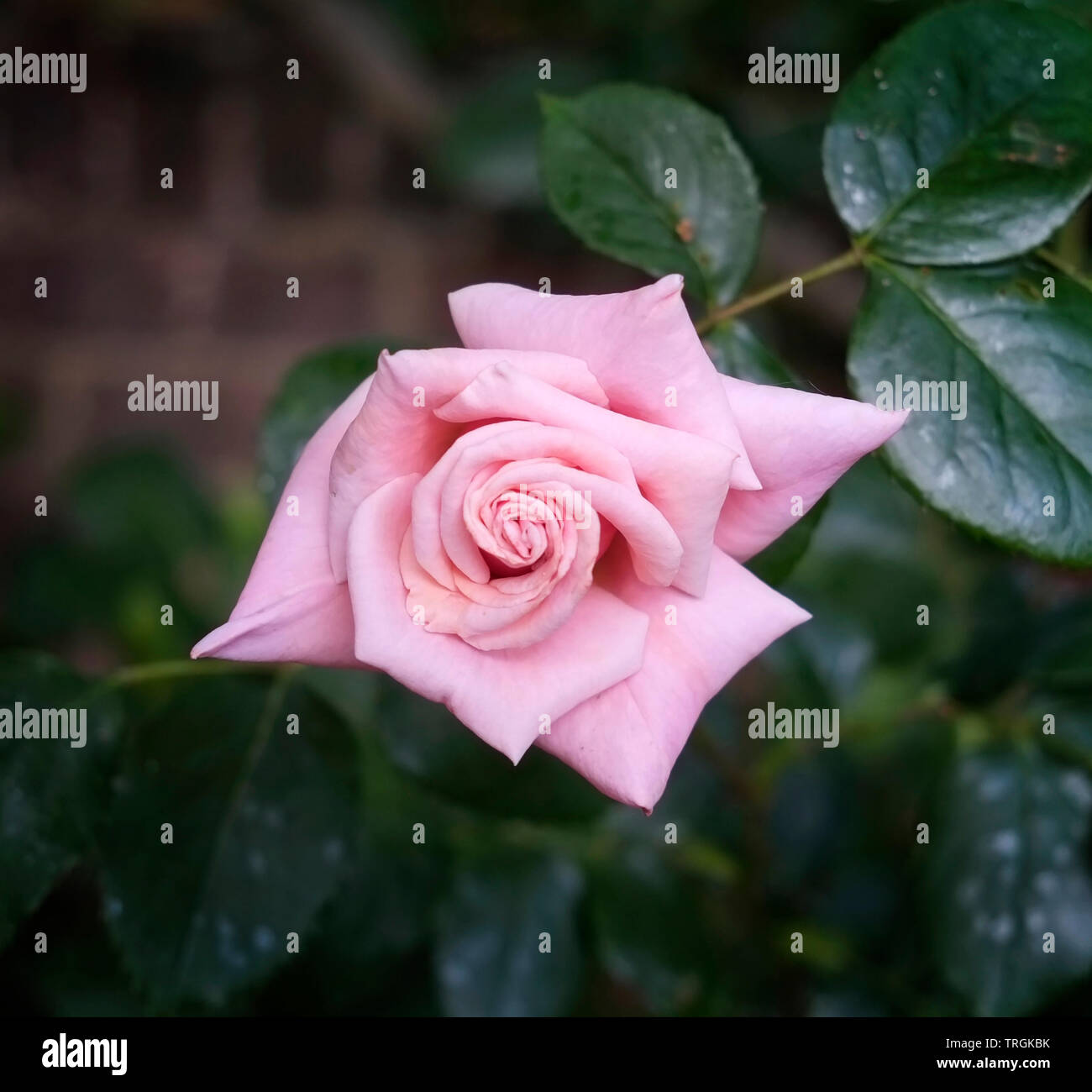 Pale pink roses close up hi-res stock photography and images - Alamy