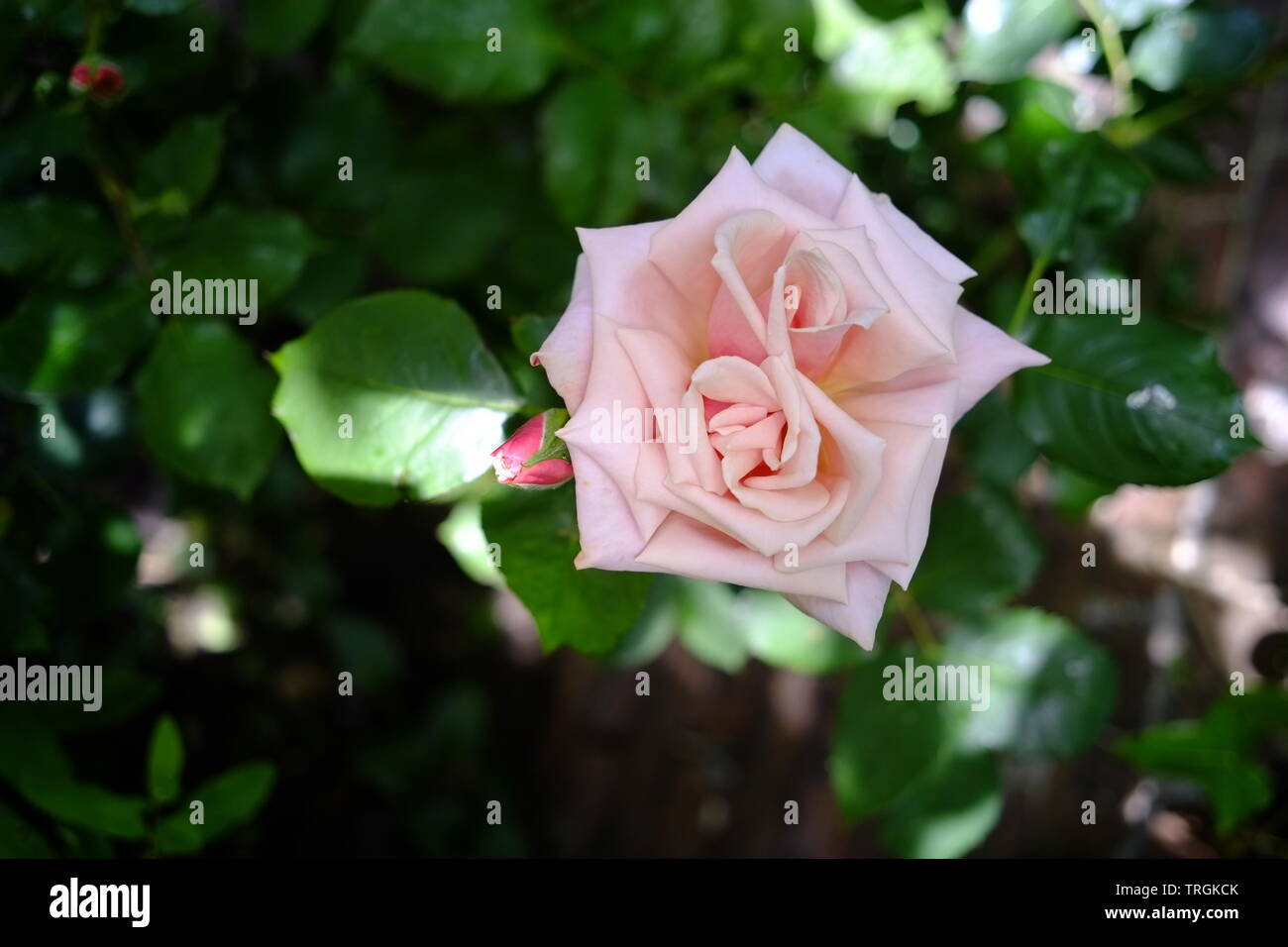 A single pale pink rose flower Stock Photo - Alamy