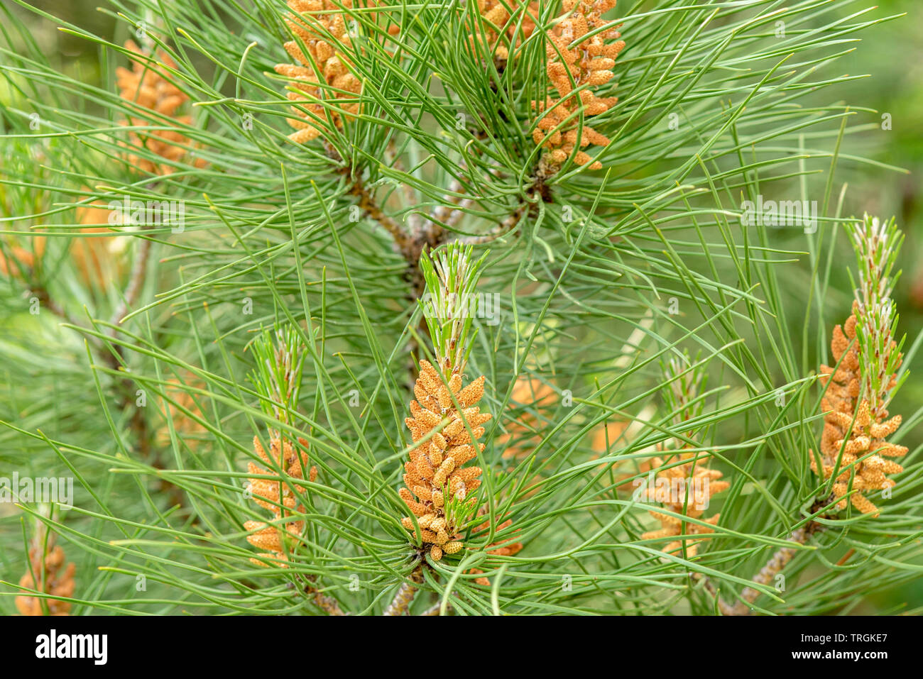 Orange pine cones and green needles Stock Photo - Alamy