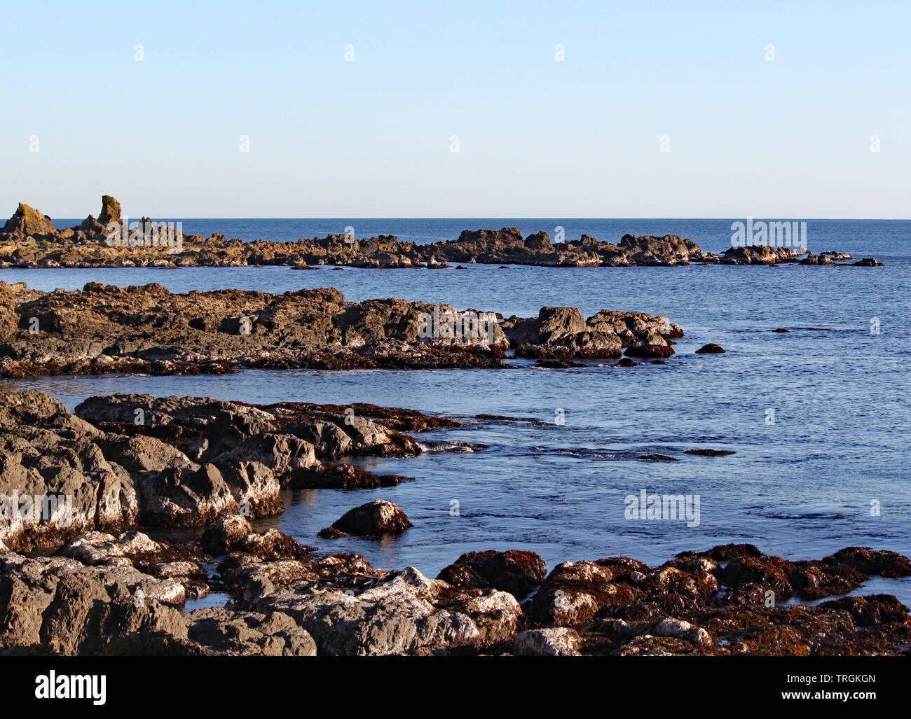 Moa new zealand hi-res stock photography and images - Alamy