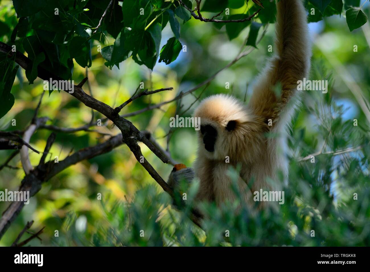 Portrait of a gibbon in a tree Stock Photo - Alamy